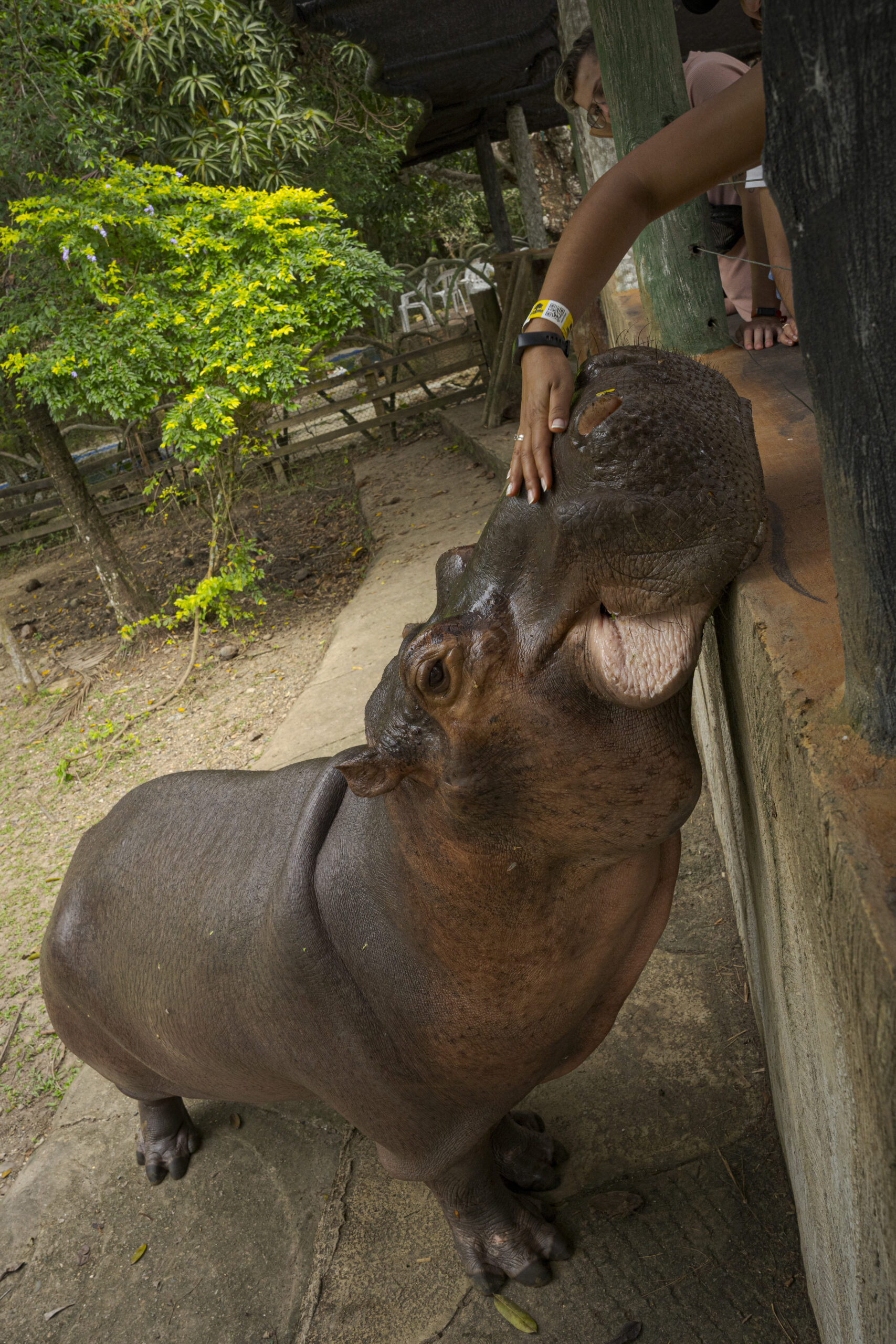 Mobsters and their four-legged associates: The top 5 pets of organized ...